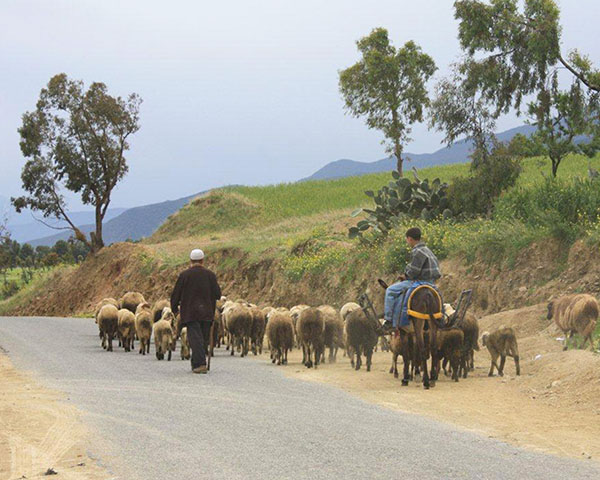 Voice of the Martyrs – Praying for Persecuted Christians in Morocco